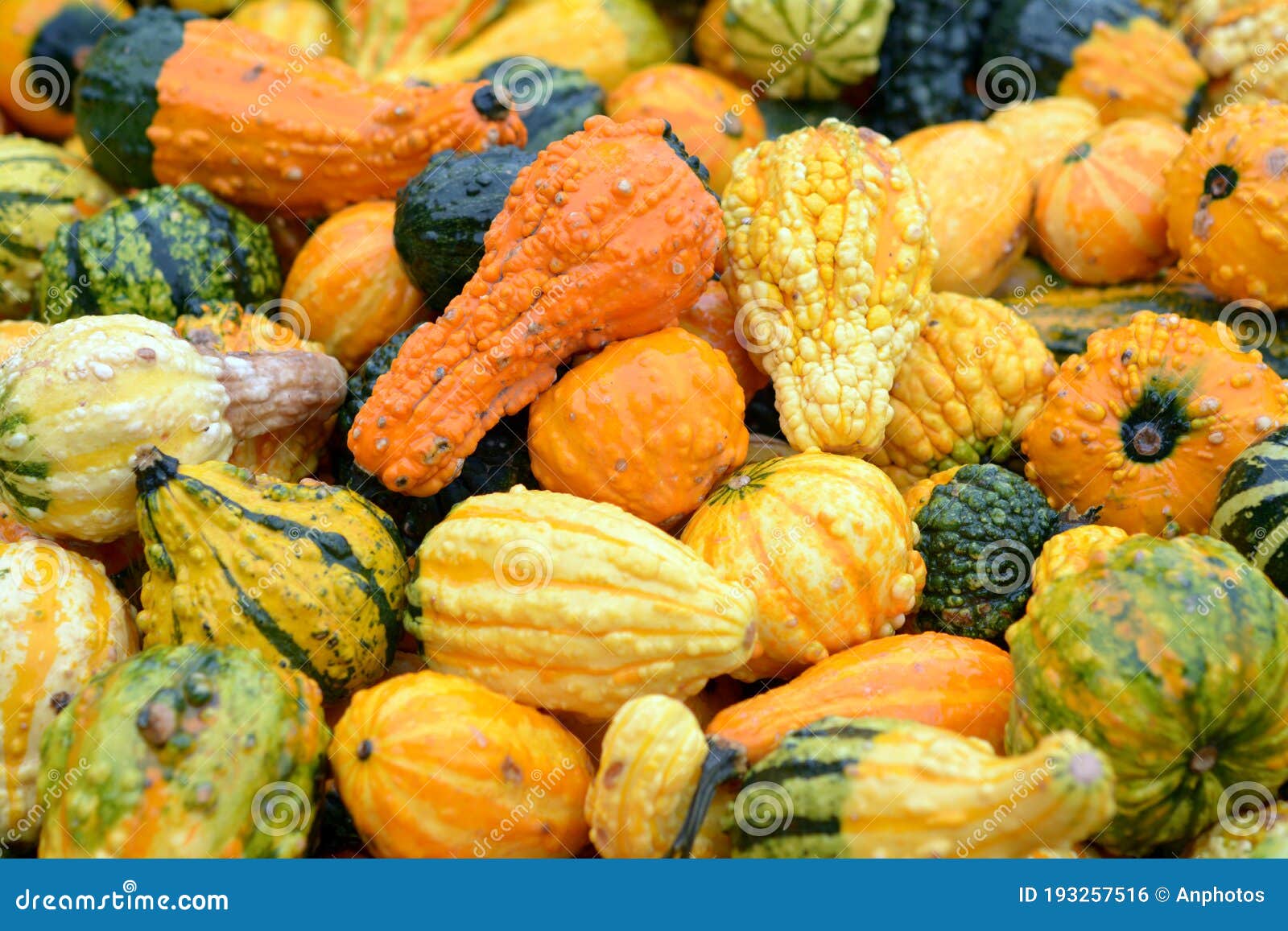 Squash stock photo. Image of gourd, october, assortment - 193257516