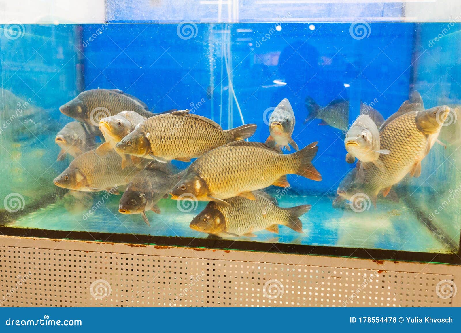 Carp in the aquarium stock photo. Image of counter, catches - 178554478