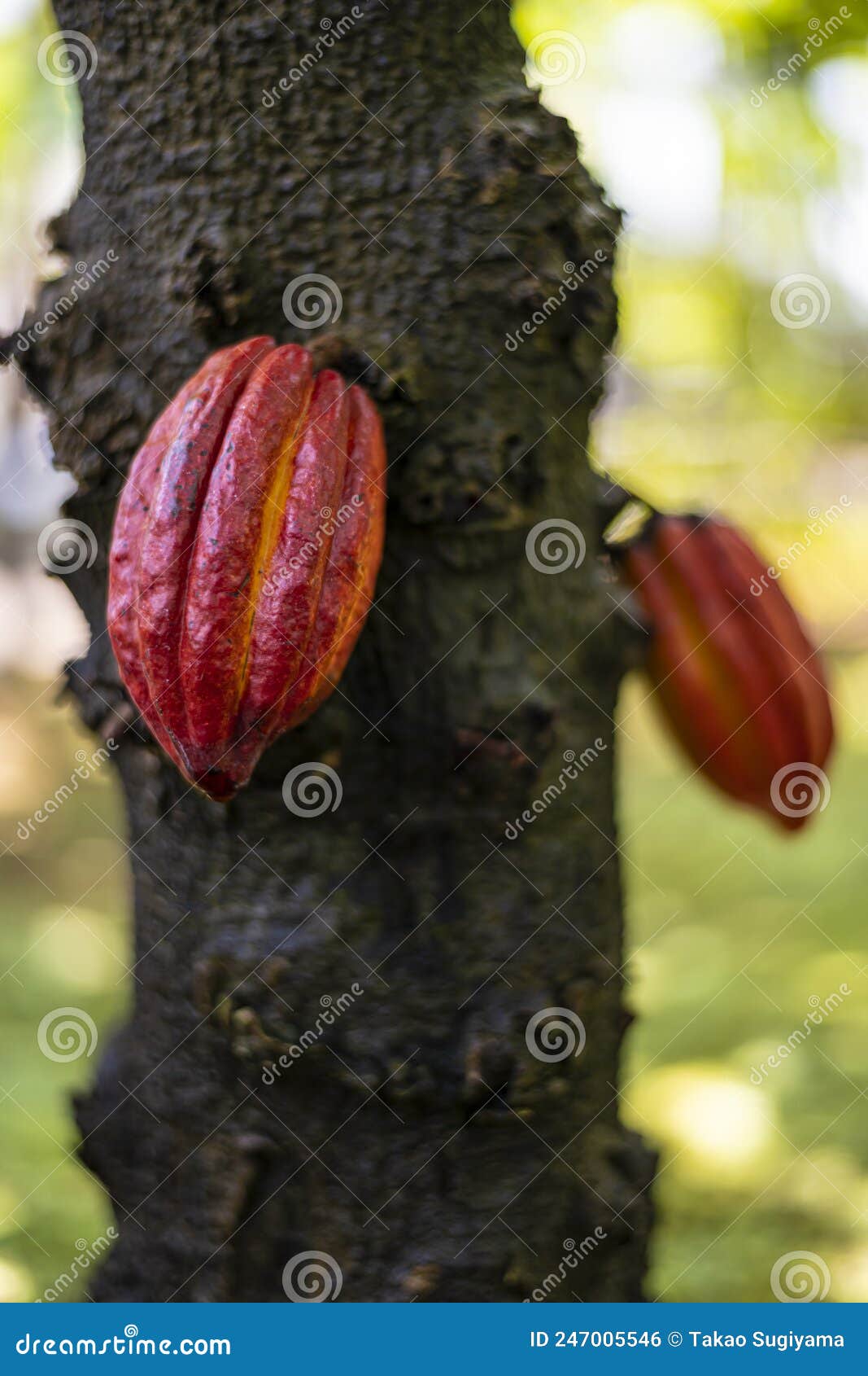 A Lot of Cocoa Beans are Growing on the Tree Stock Photo - Image of ...