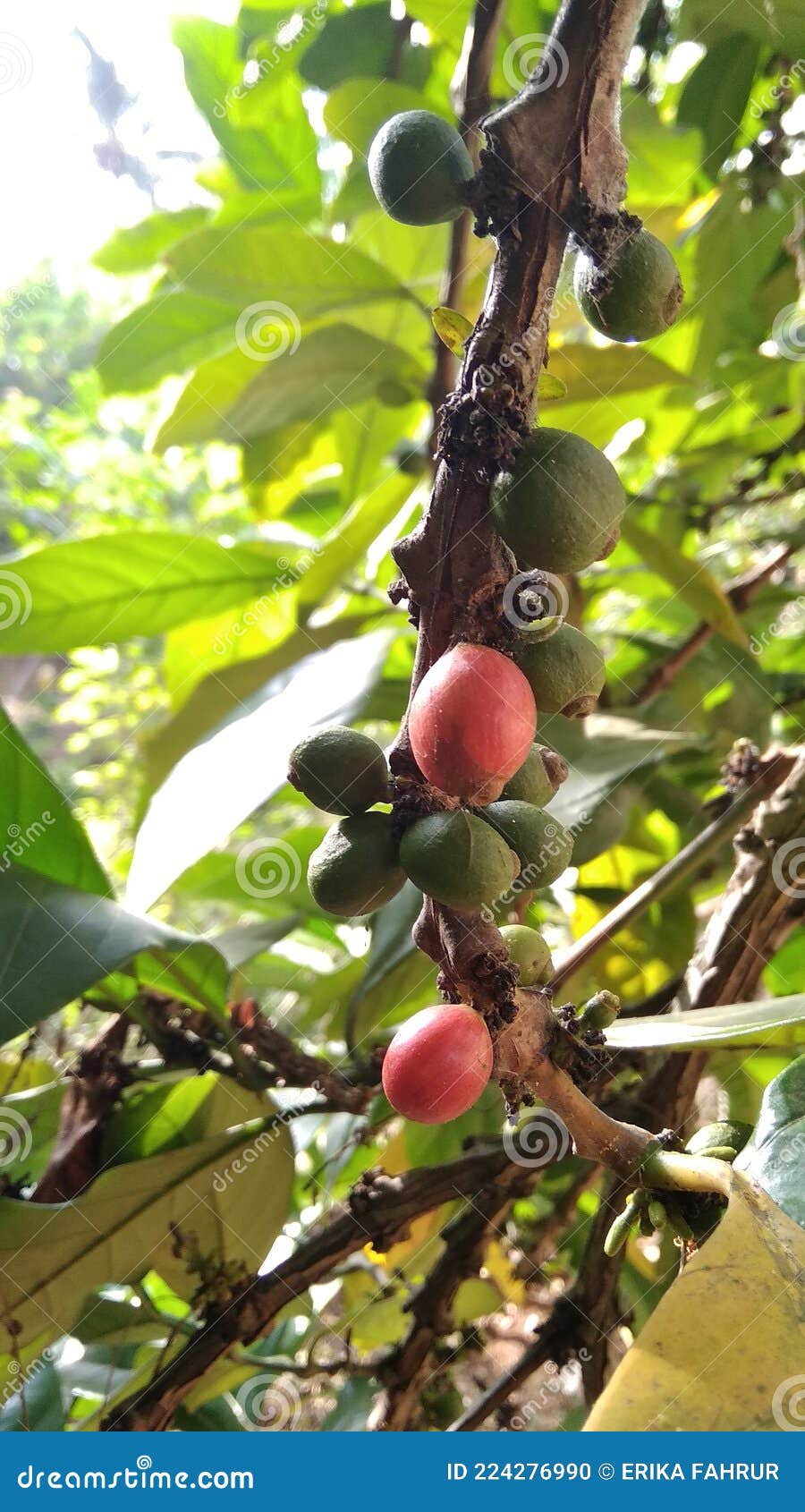A Lot of Coffee on that Tree Trunk Stock Photo - Image of nature, plant ...