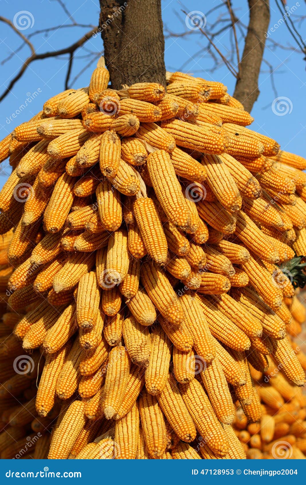 A lot of corn on the cob stock image. Image of trunk - 47128953
