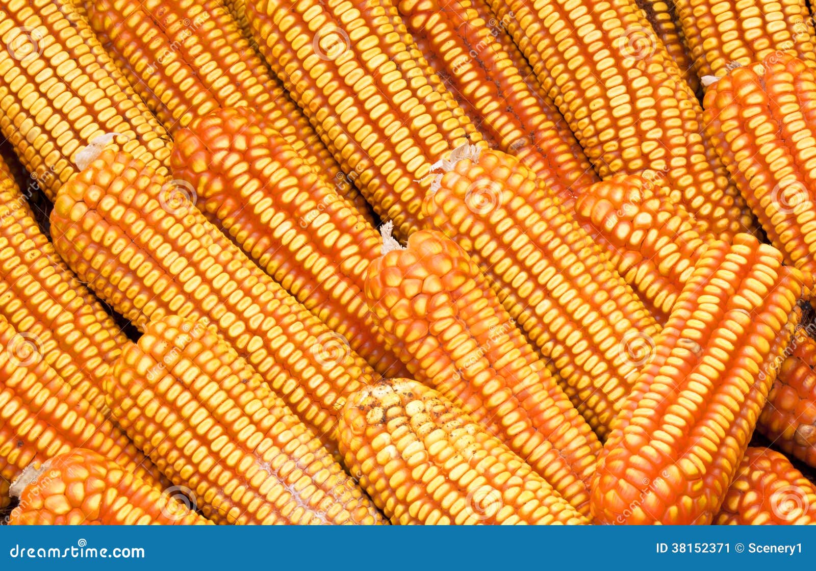 A Lot of Corn on the Ground Stock Image - Image of gold, nutrition ...