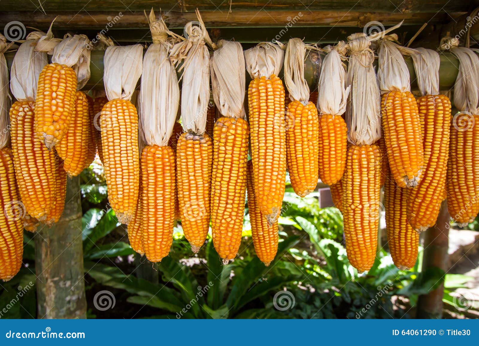 A lot of corn hanging stock photo. Image of white, corn - 64061290