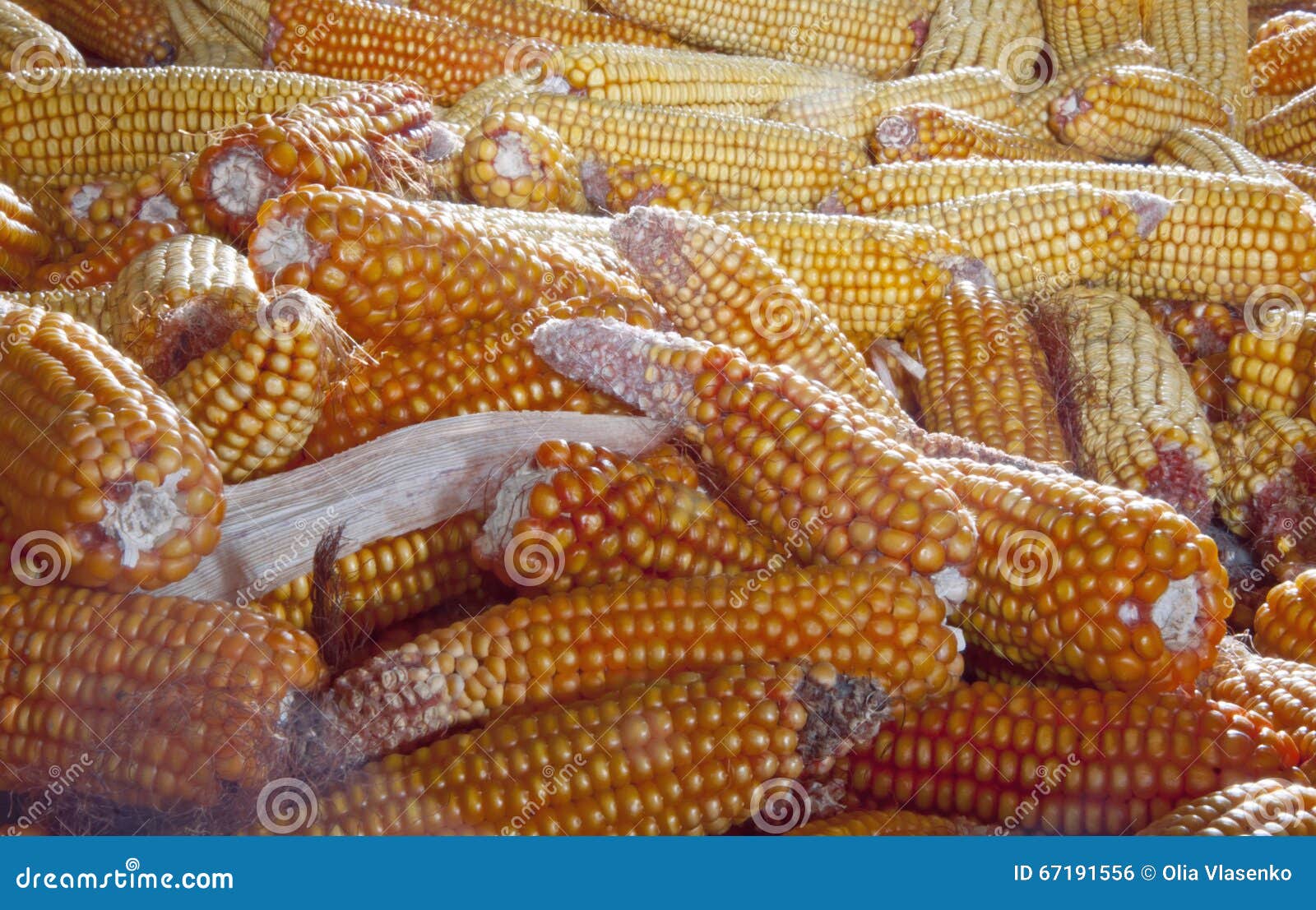 A lot of corn stock photo. Image of maize, autumn, plant - 67191556