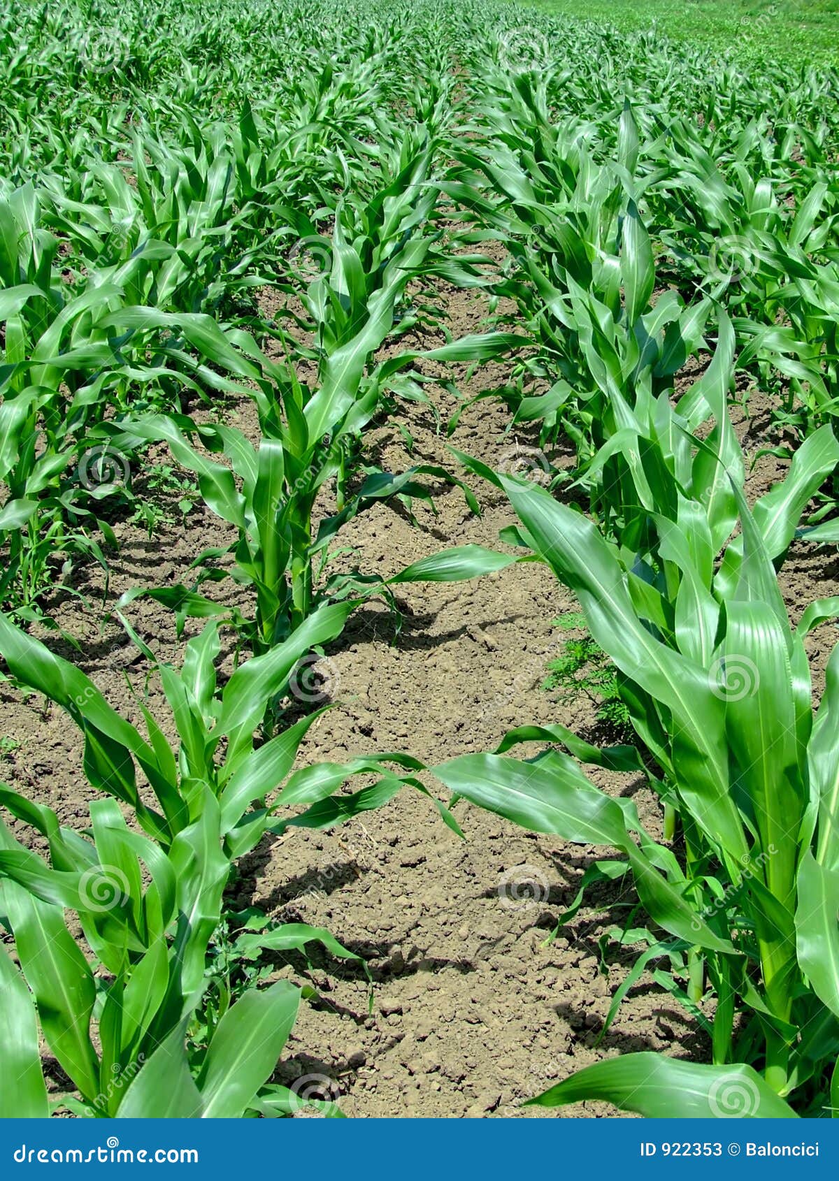 Lot of corn ridge stock image. Image of cereal, sowing - 922353