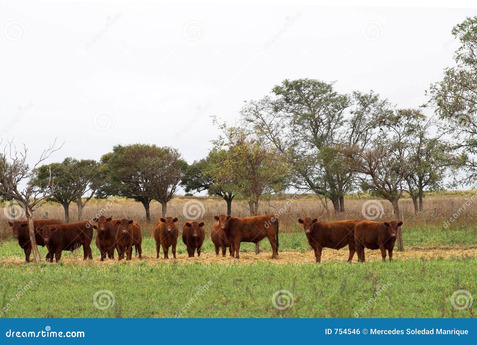Lot of cows stock photo. Image of nose, beef, funky, farming - 754546
