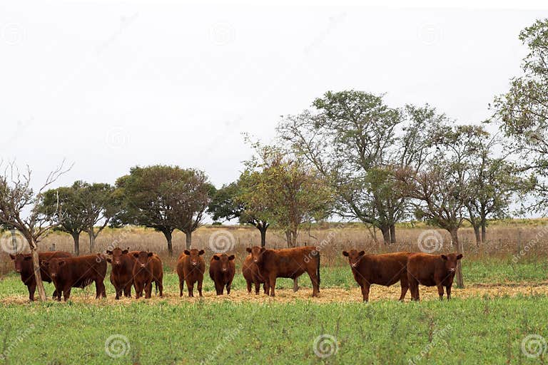 Lot of cows stock photo. Image of nose, beef, funky, farming - 754546