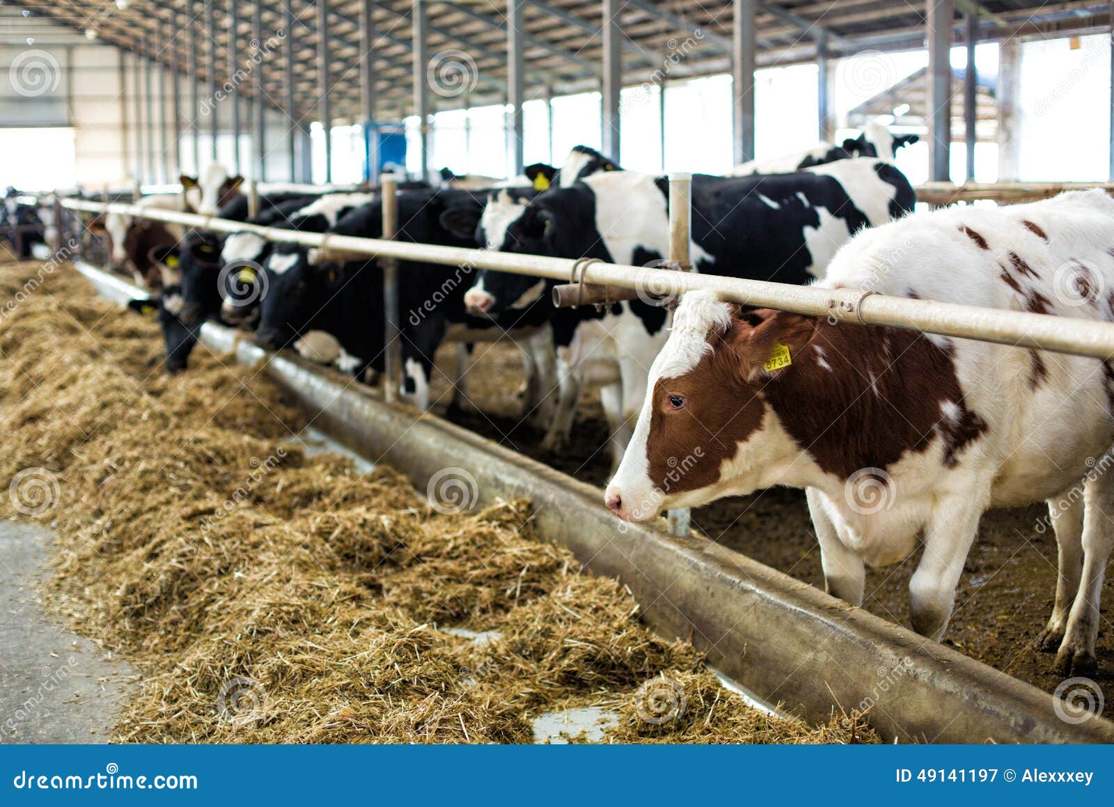 A lot of cows on the farm stock image. Image of livestock - 49141197