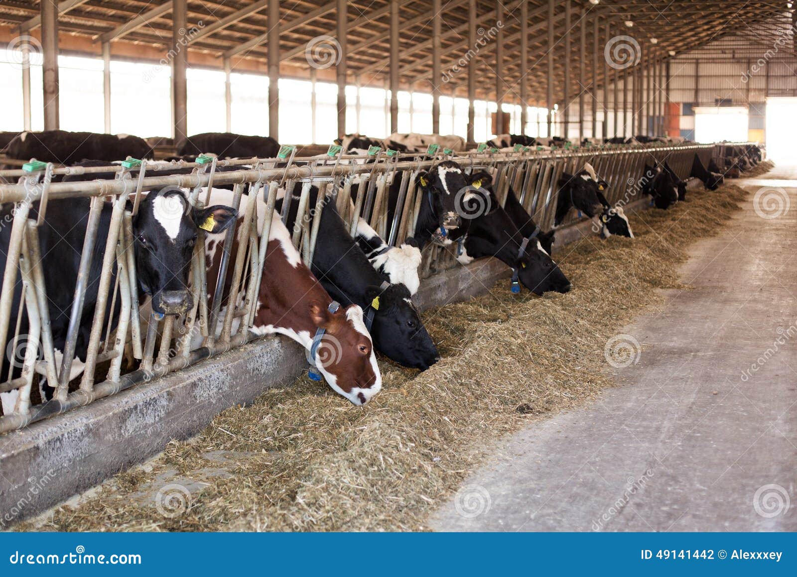 A lot of cows on the farm stock photo. Image of cows - 49141442