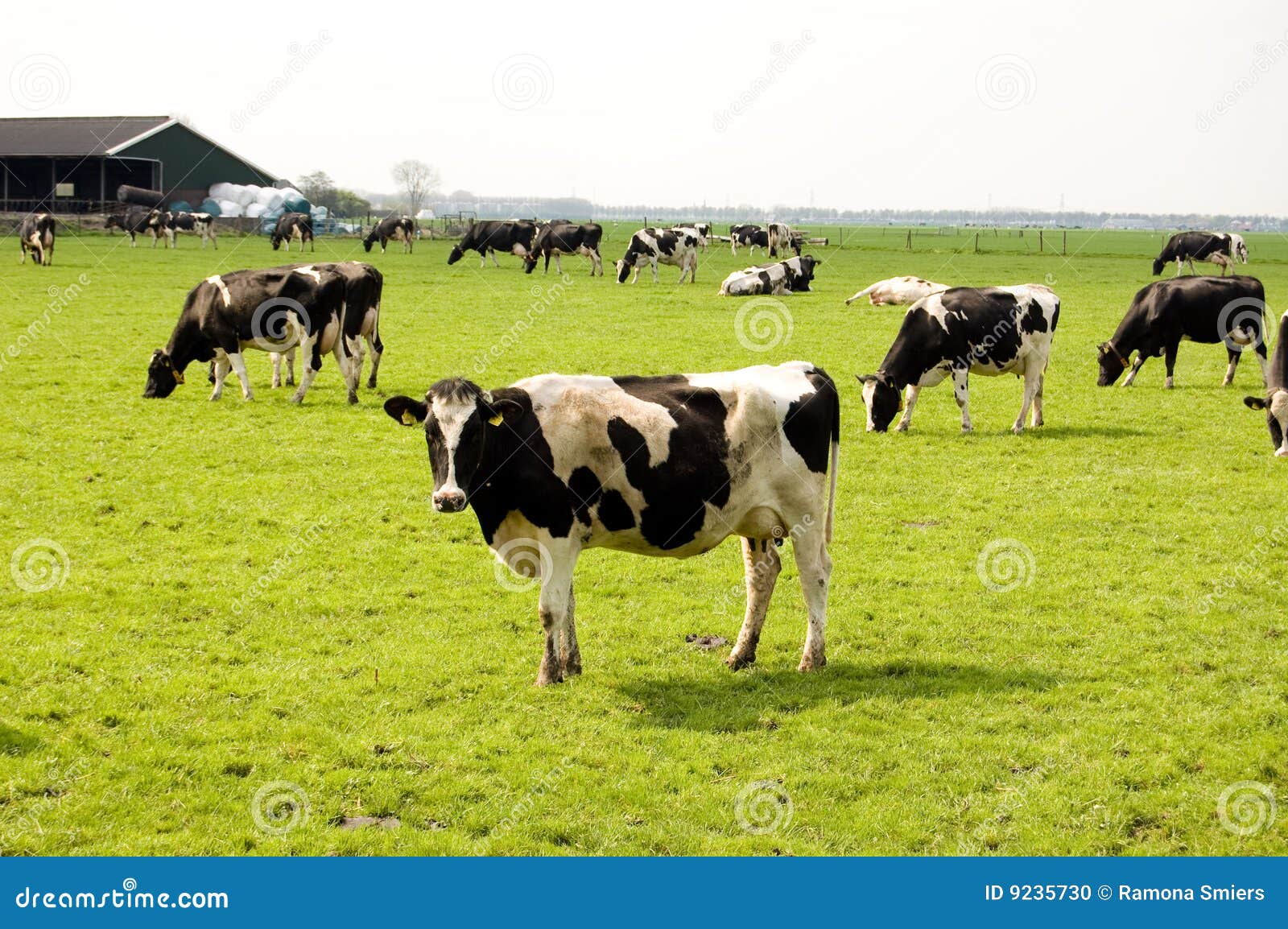 A Lot of Cows in a Fresh Meadow Field Stock Photo - Image of black ...