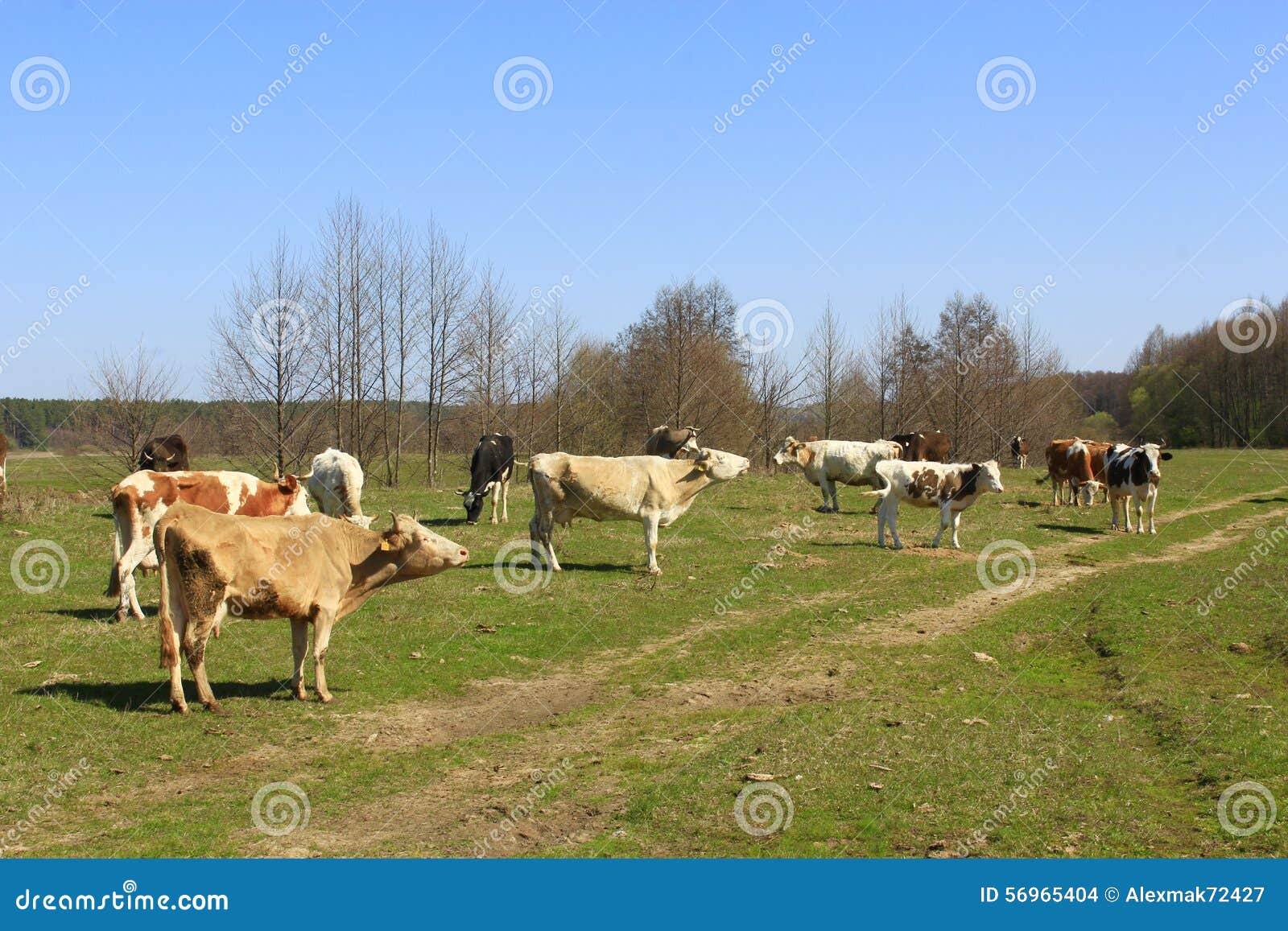 A Lot of Cows on the Pasture Stock Photo - Image of herd, muzzle: 56965404