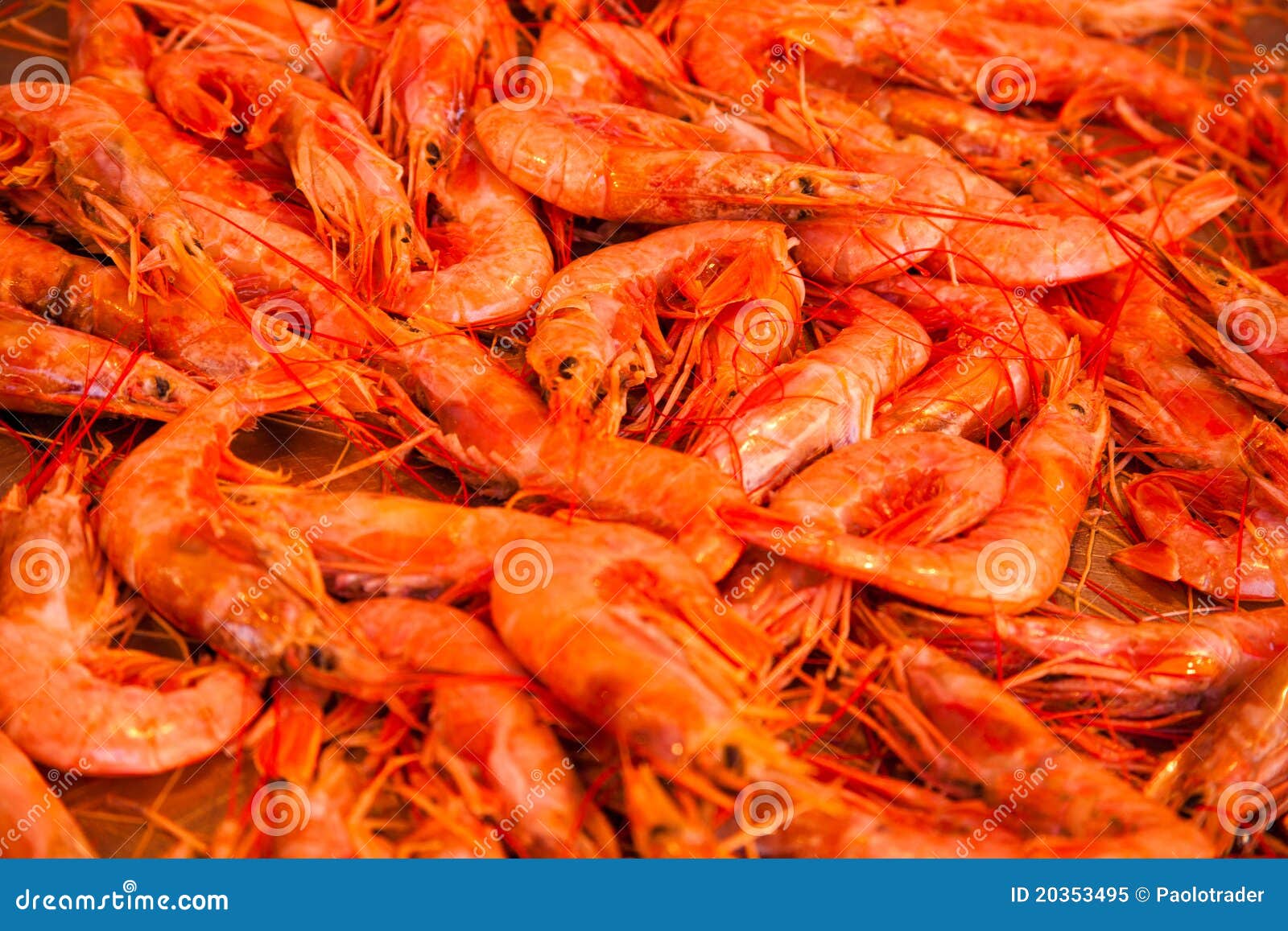 A lot of crayfish stock image. Image of craw, cuirass - 20353495