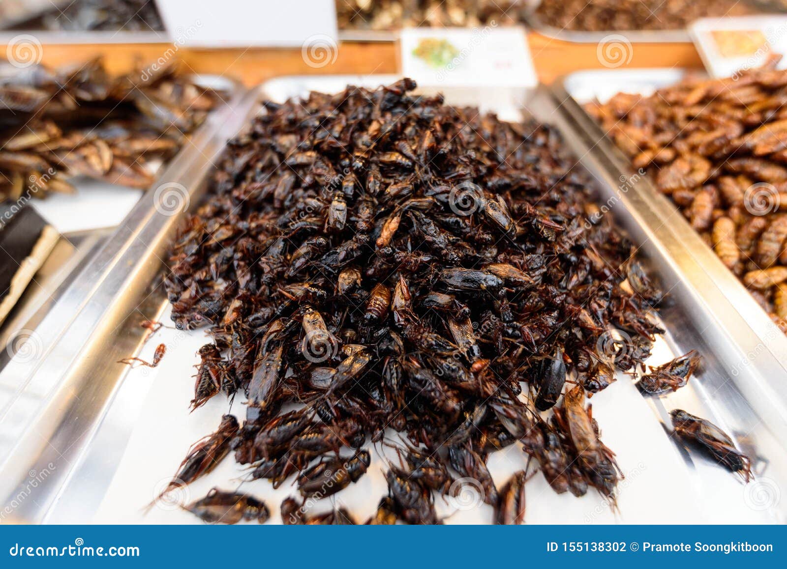 Cricket Bug Fried Asian Insect Snack Food, High Protein Food Stock ...