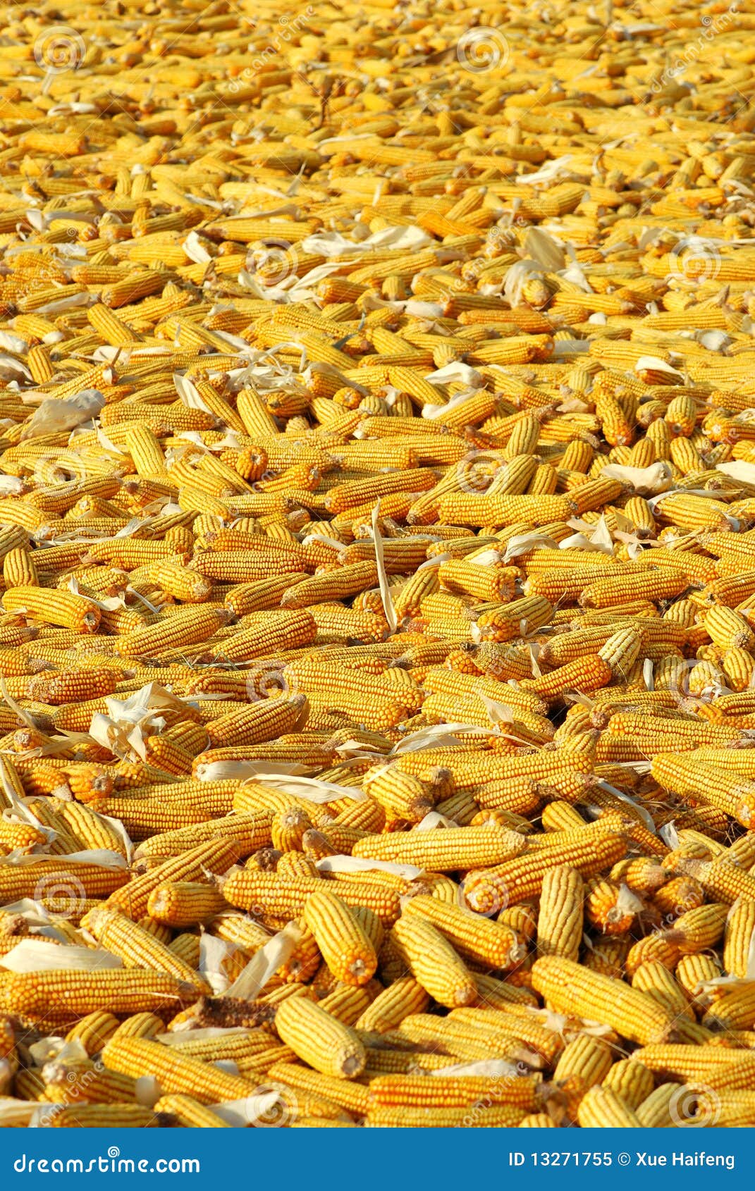 A lot of cron stock image. Image of seed, food, mealie - 13271755