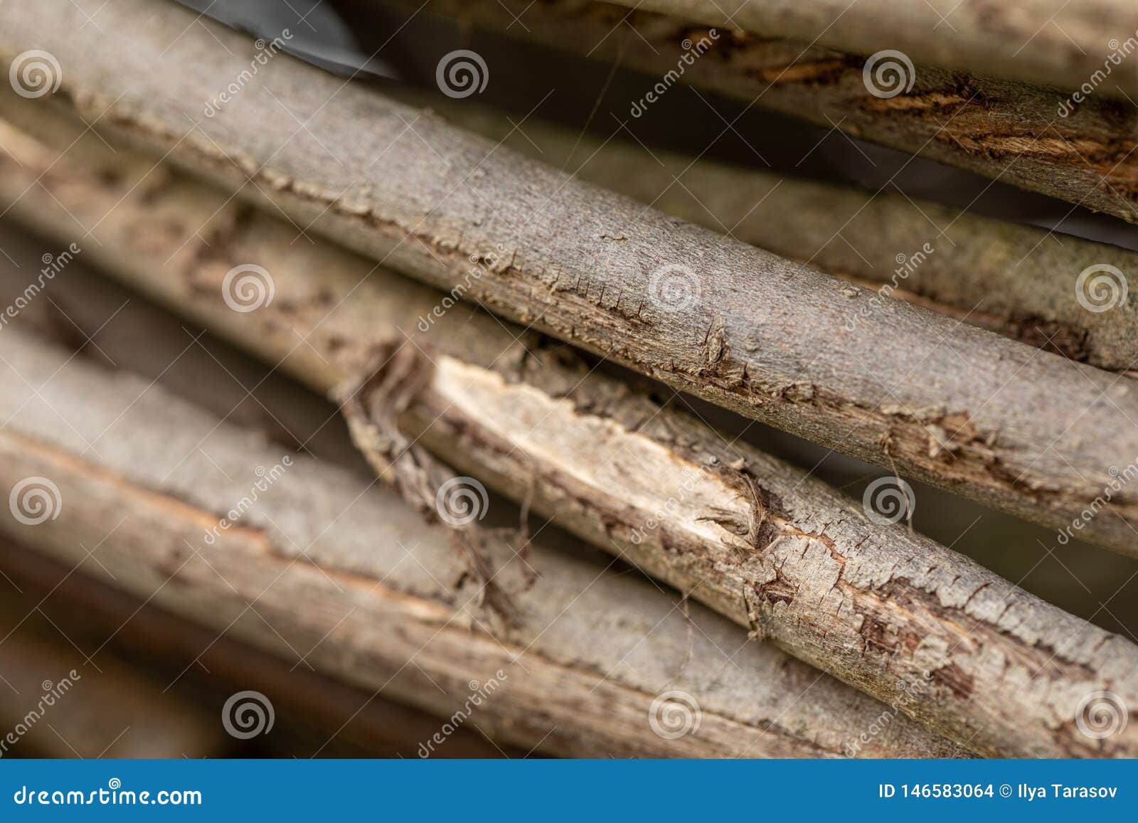 A Lot of Cut Branches. a Bunch of Flexible Branches Stock Photo - Image ...