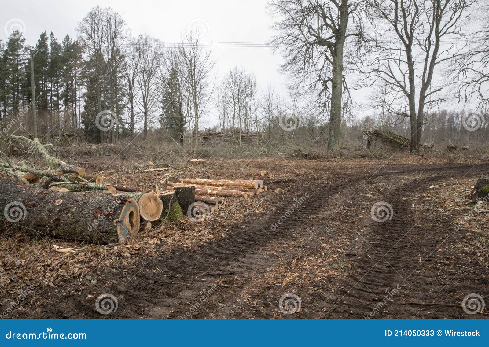 Lot of Cut Trees in a Forest - Deforestation Concept Stock Image ...