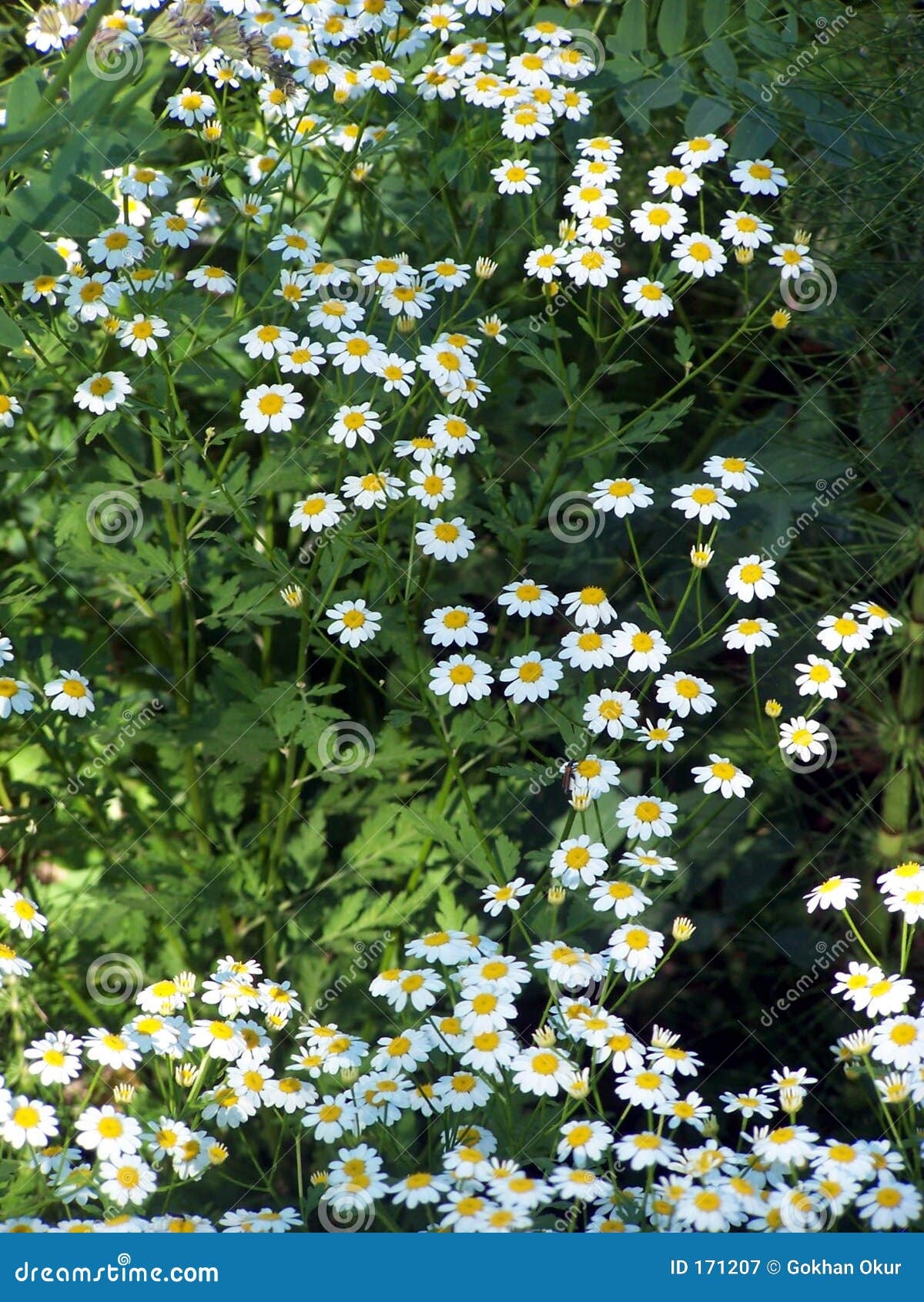 A lot of Daisy 2 stock image. Image of blossoms, wildflower - 171207