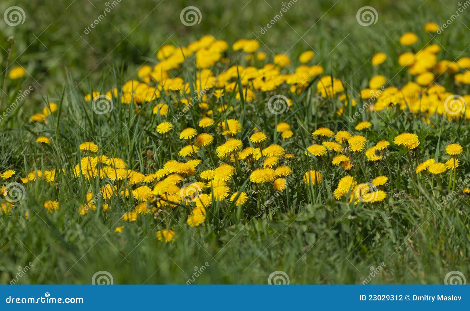 It is a lot of dandelions stock photo. Image of dandelions - 23029312