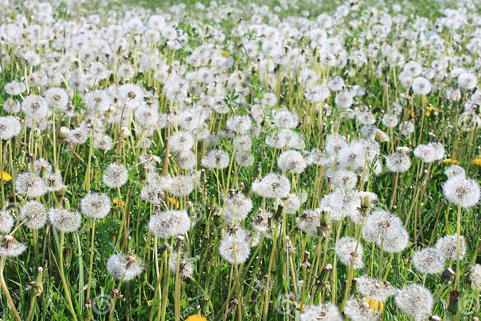 A lot of dandelions stock image. Image of dandelion, nature - 25646937