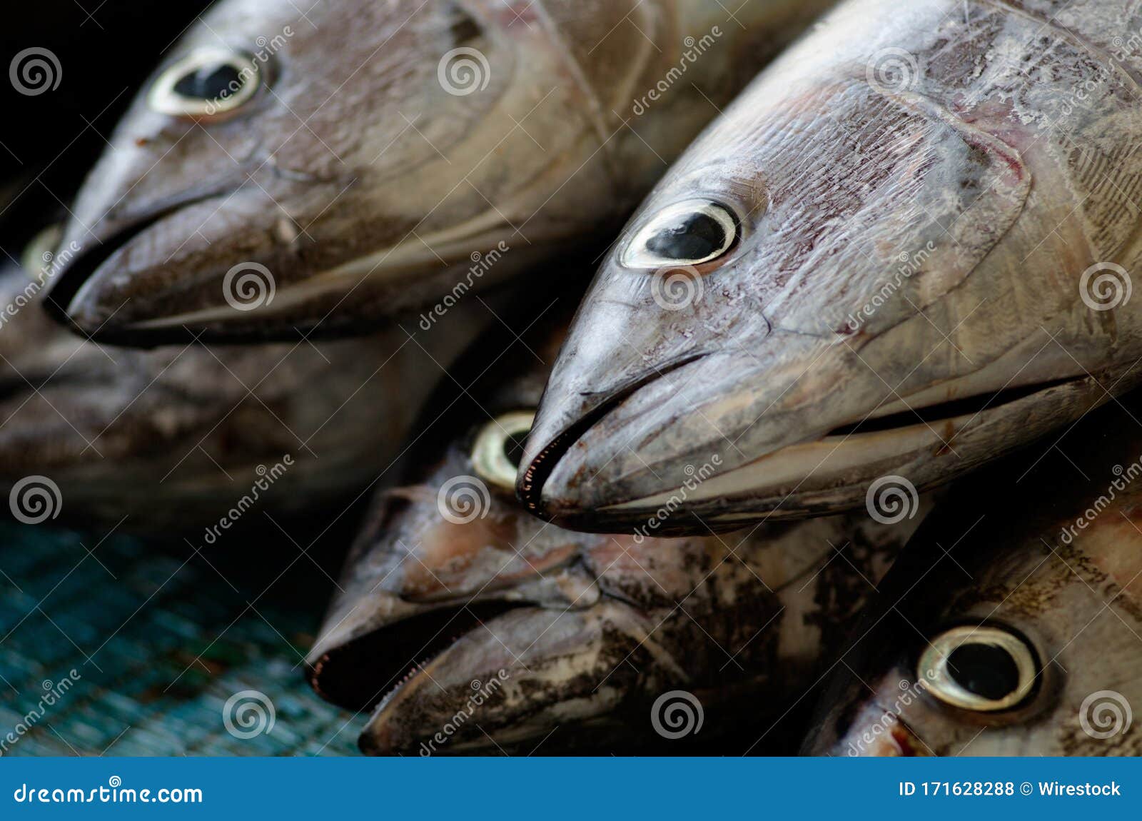 Lot of Dead Fish in a Fish Market in Turkey Stock Photo - Image of food ...