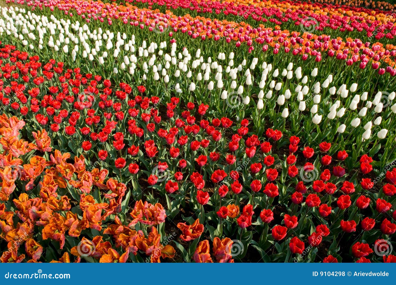 A Lot of Different Colors of Tulips Stock Photo - Image of bloom ...