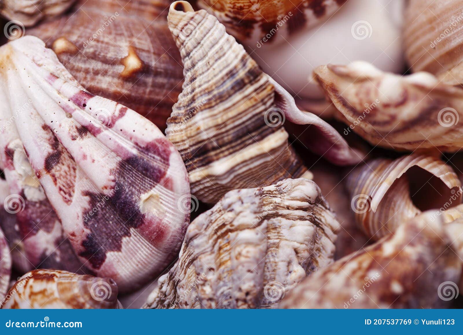 A Lot of Different Empty Sea Shells on Background, Macro Details Stock ...
