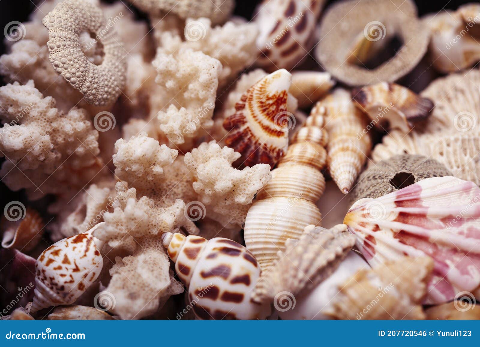 A Lot of Different Empty Sea Shells on Background, Macro Details Stock ...