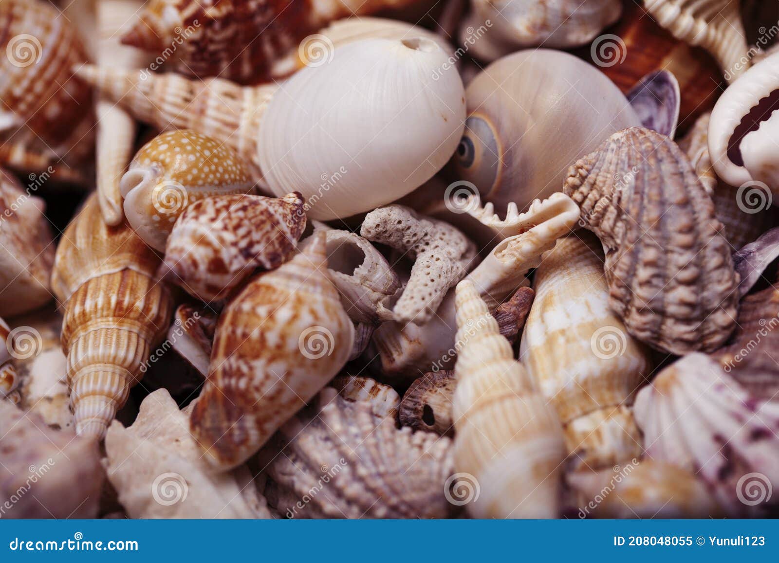 A Lot of Different Empty Sea Shells on Background, Macro Details Stock ...