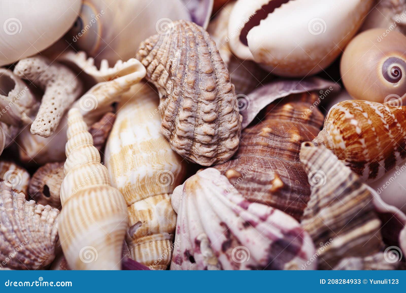 A Lot of Different Empty Sea Shells on Background, Macro Details Stock ...