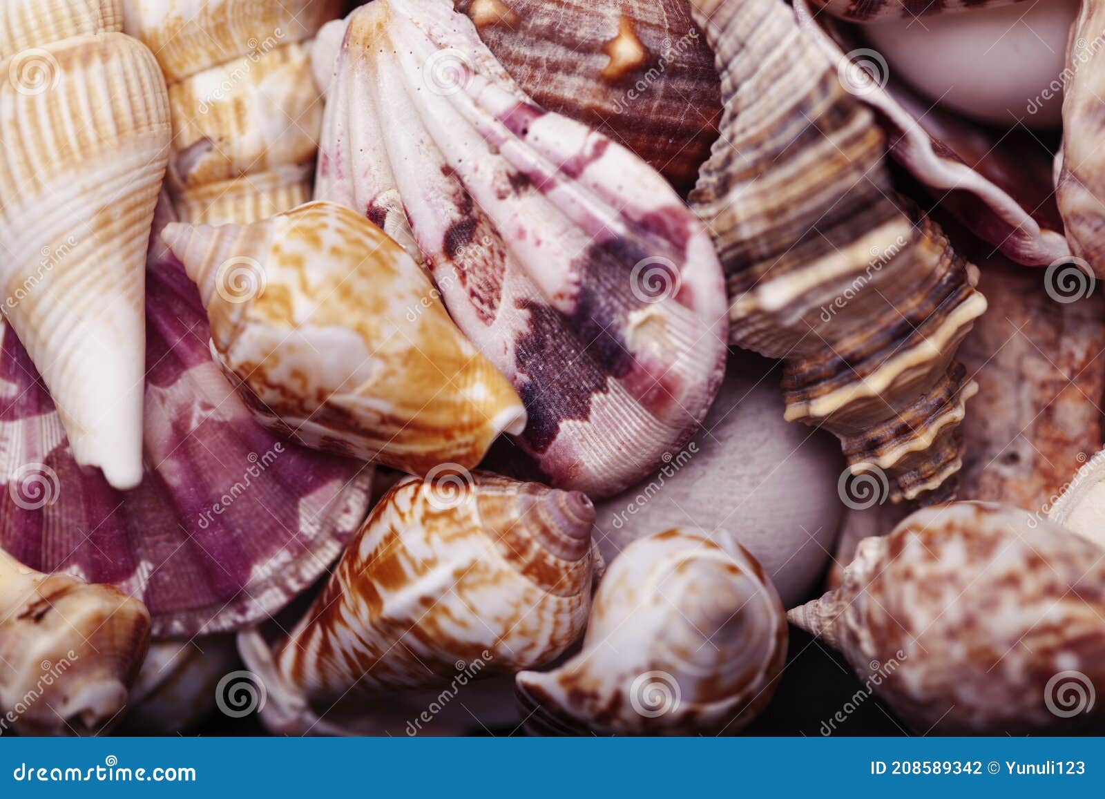 A Lot of Different Empty Sea Shells on Background, Macro Details Stock ...