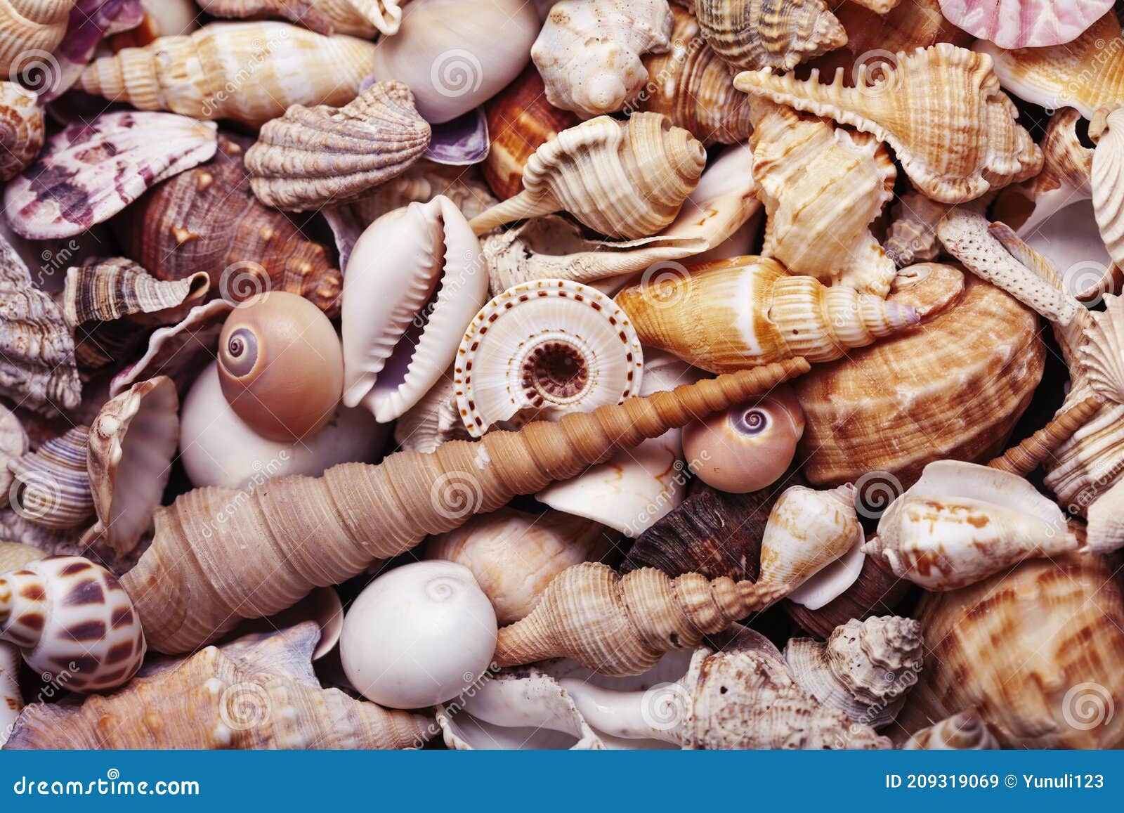 A Lot of Different Empty Sea Shells on Background, Macro Details Stock ...