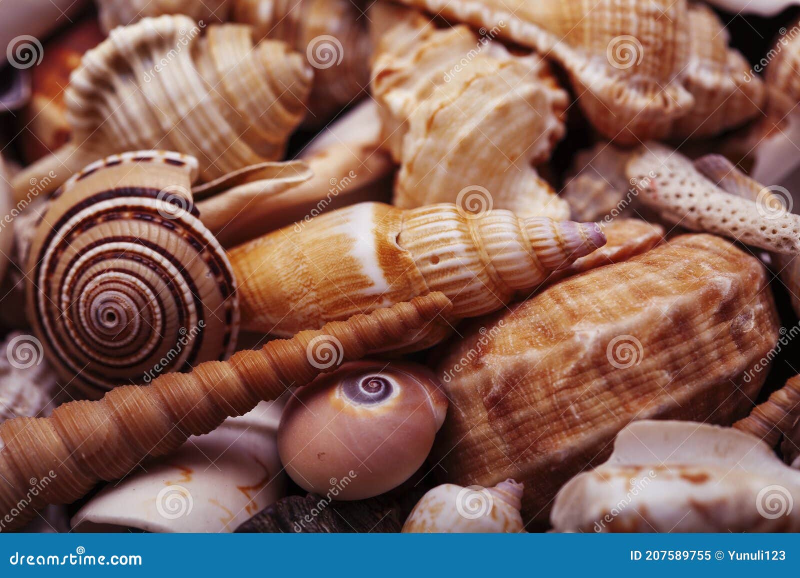 A Lot of Different Empty Sea Shells on Background, Macro Details Stock ...