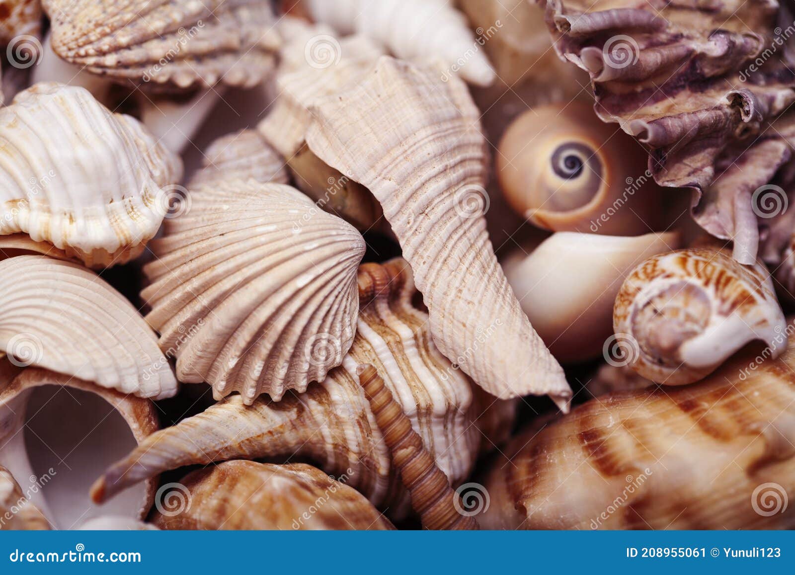 A Lot of Different Empty Sea Shells on Background, Macro Details Stock ...
