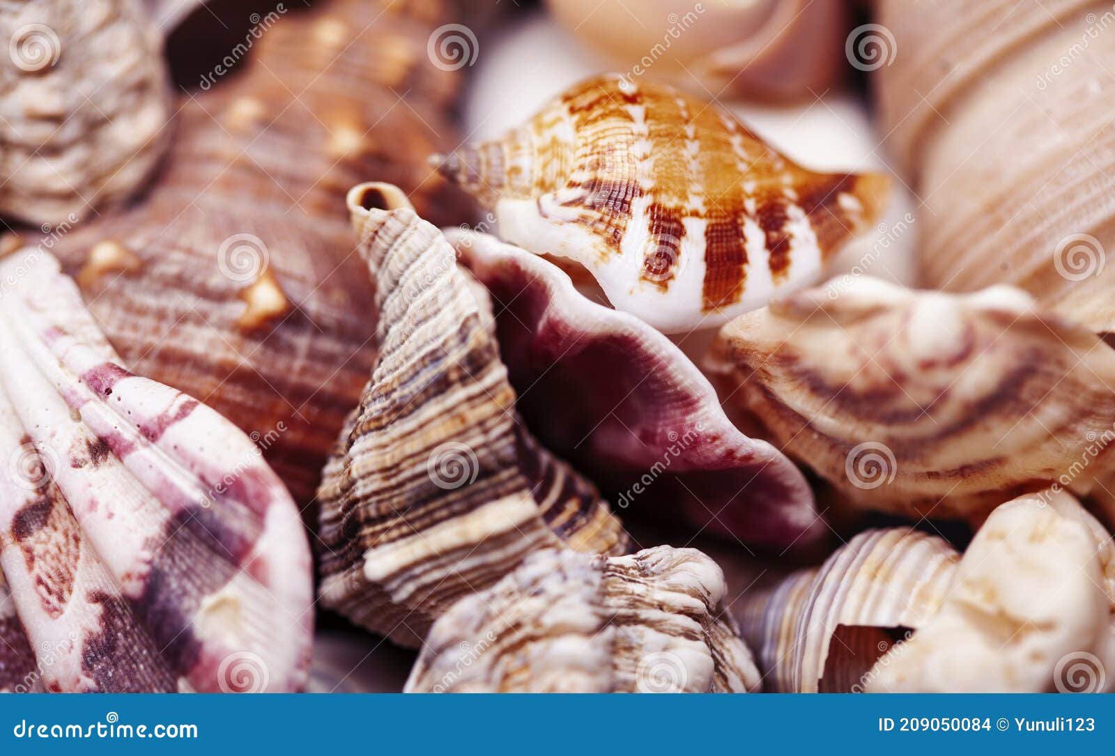 A Lot of Different Empty Sea Shells on Background, Macro Details Stock ...