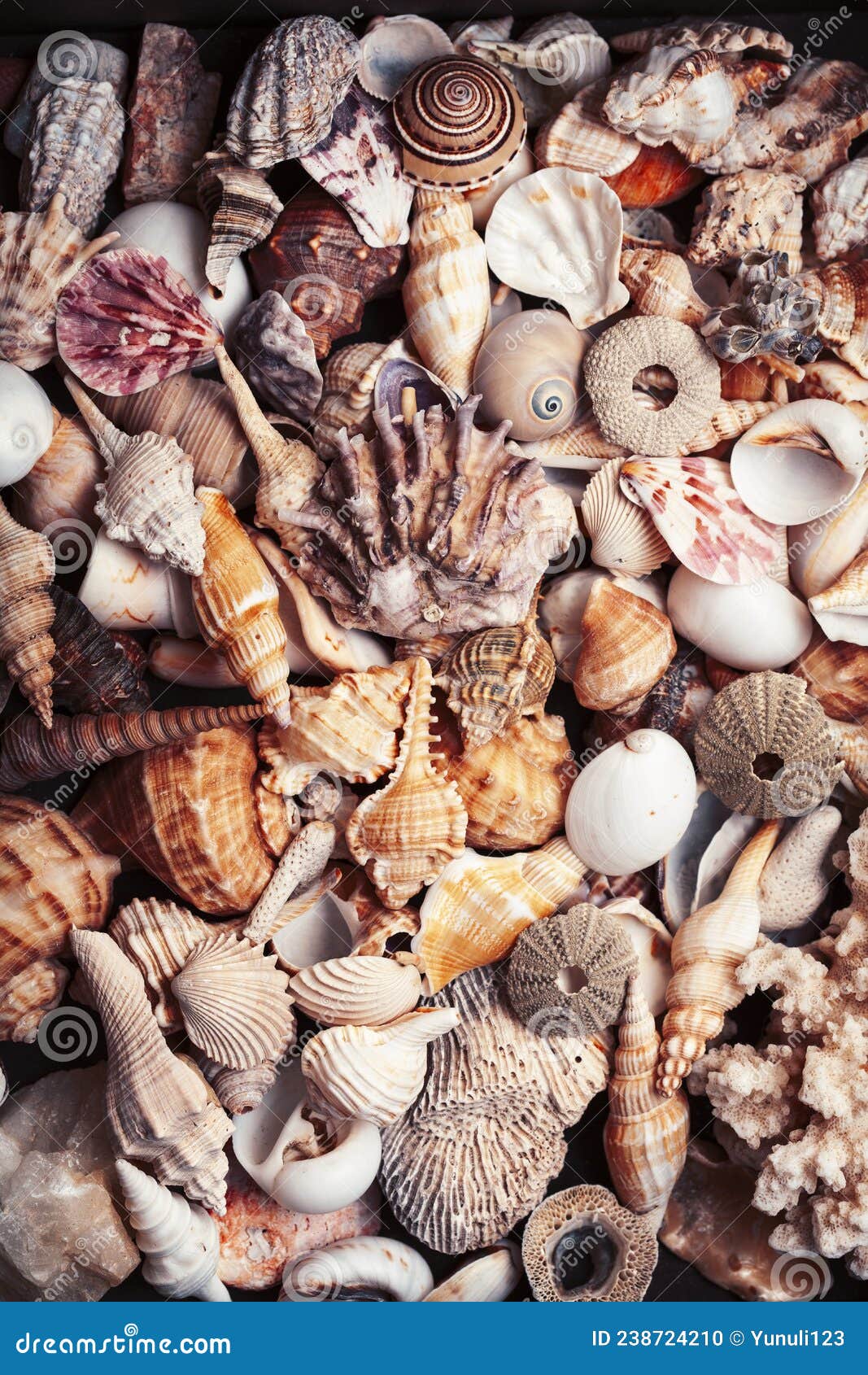A Lot of Different Empty Sea Shells, Natural Background, Macro Details ...