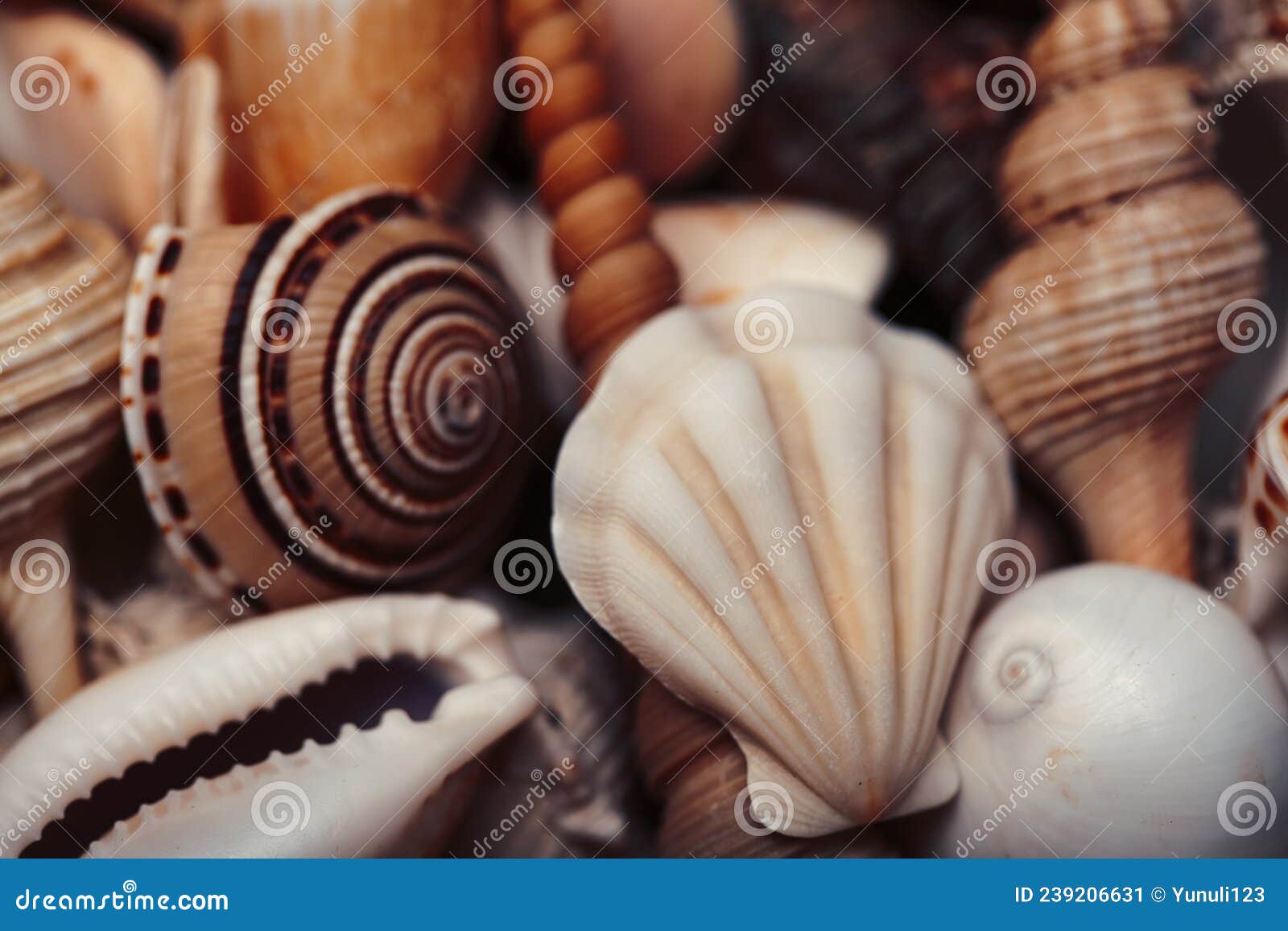 A Lot of Different Empty Sea Shells, Natural Background, Macro Details ...