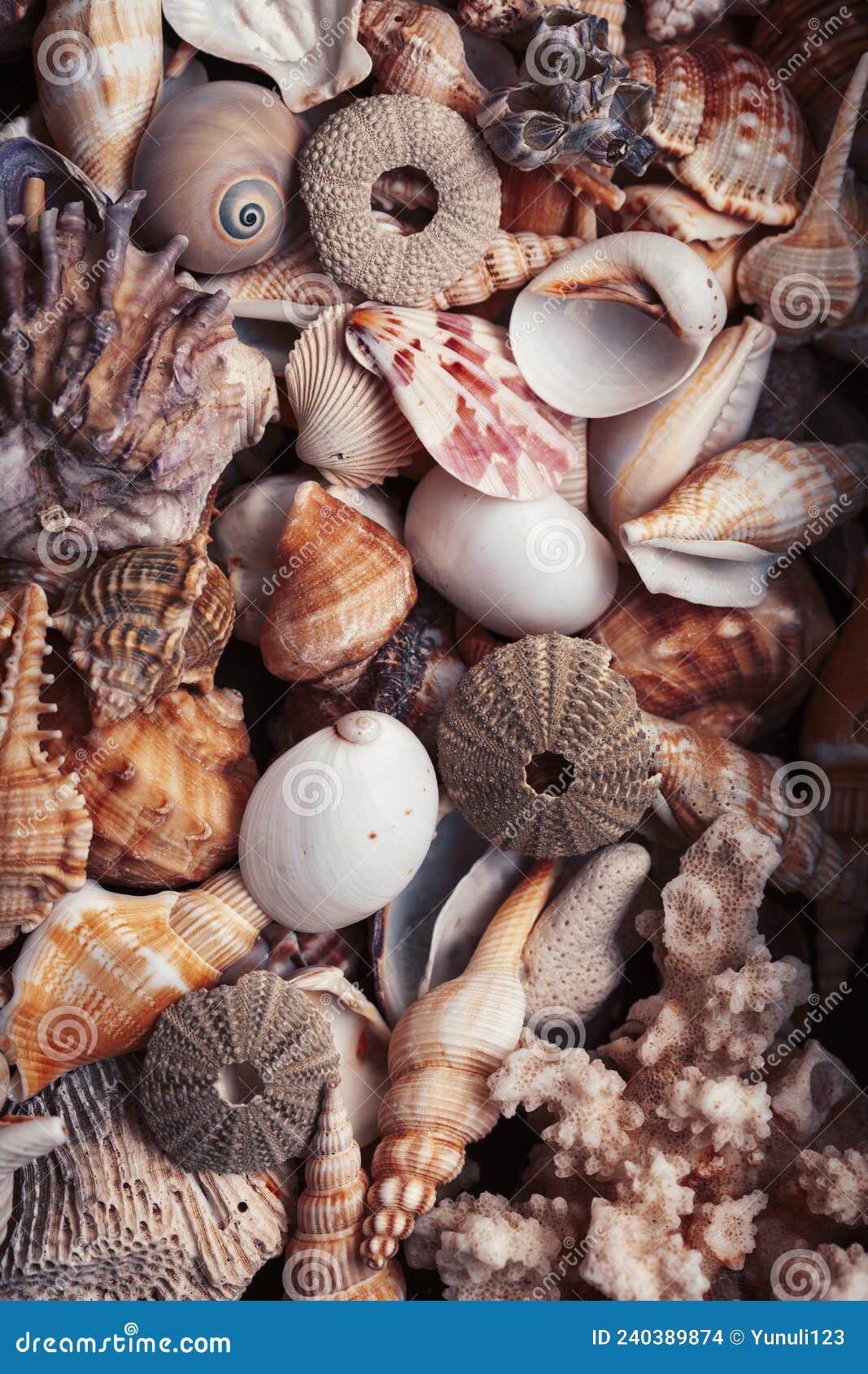 A Lot of Different Empty Sea Shells, Natural Background, Macro Details ...