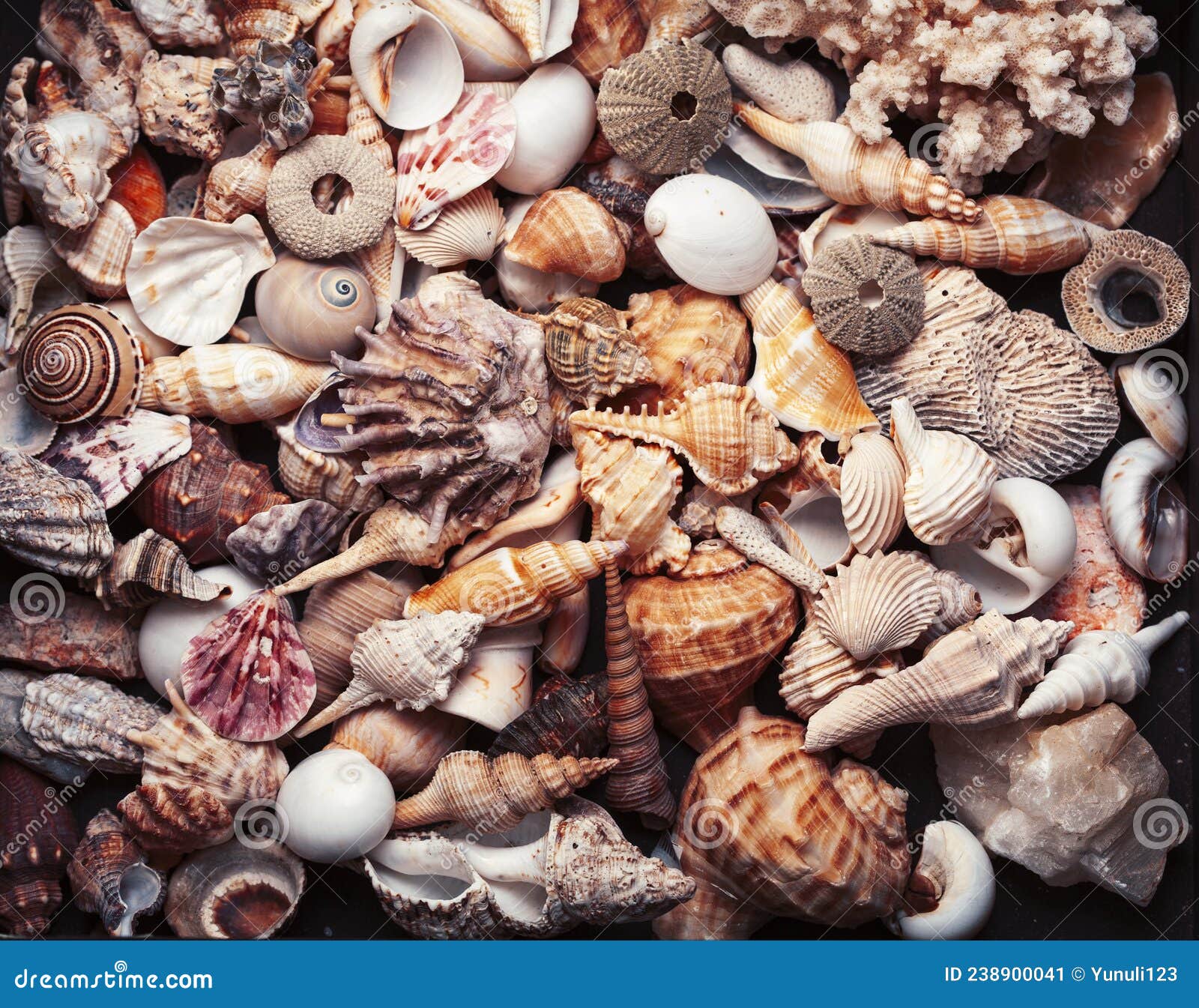 A Lot of Different Empty Sea Shells, Natural Background, Macro Details ...