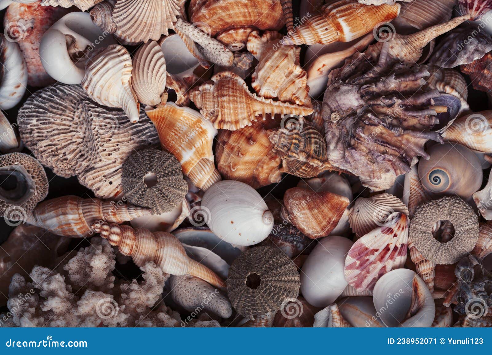 A Lot of Different Empty Sea Shells, Natural Background, Macro Details ...