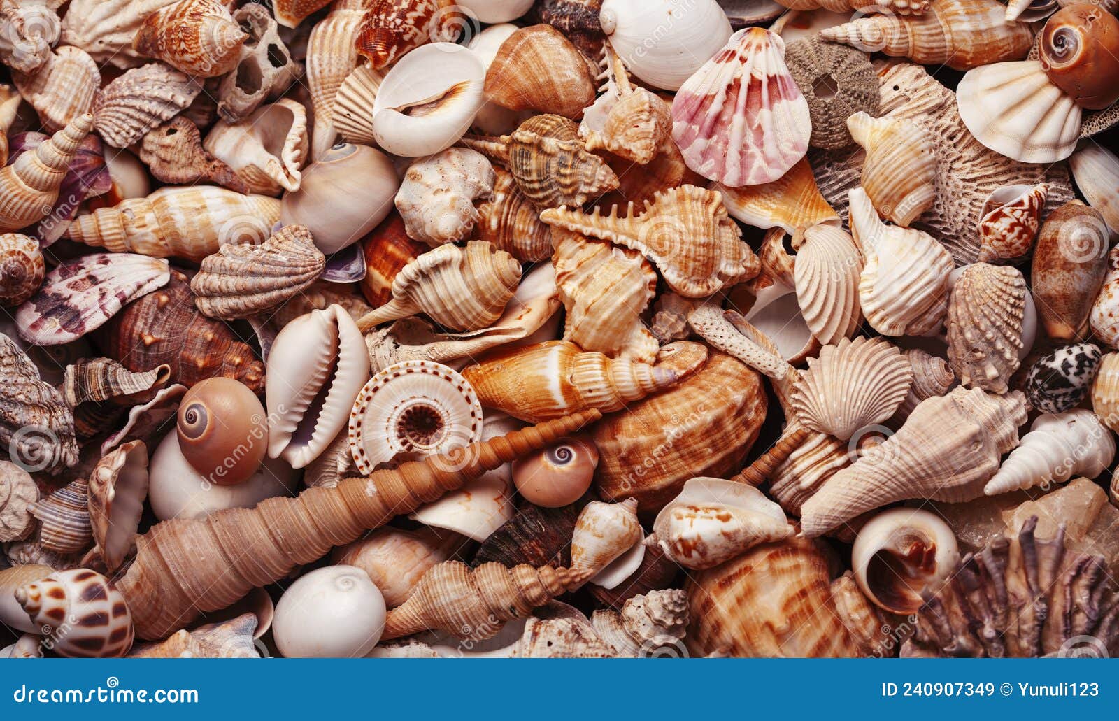 A Lot of Different Empty Sea Shells, Natural Background, Macro Details ...
