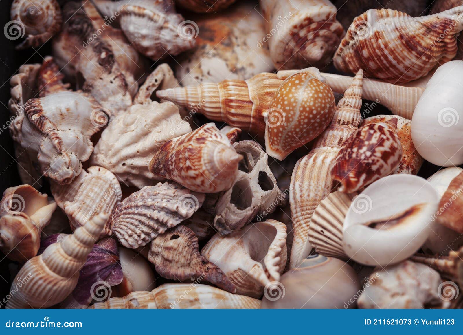 A Lot of Different Empty Sea Shells on Yellow Background, Macro Details ...