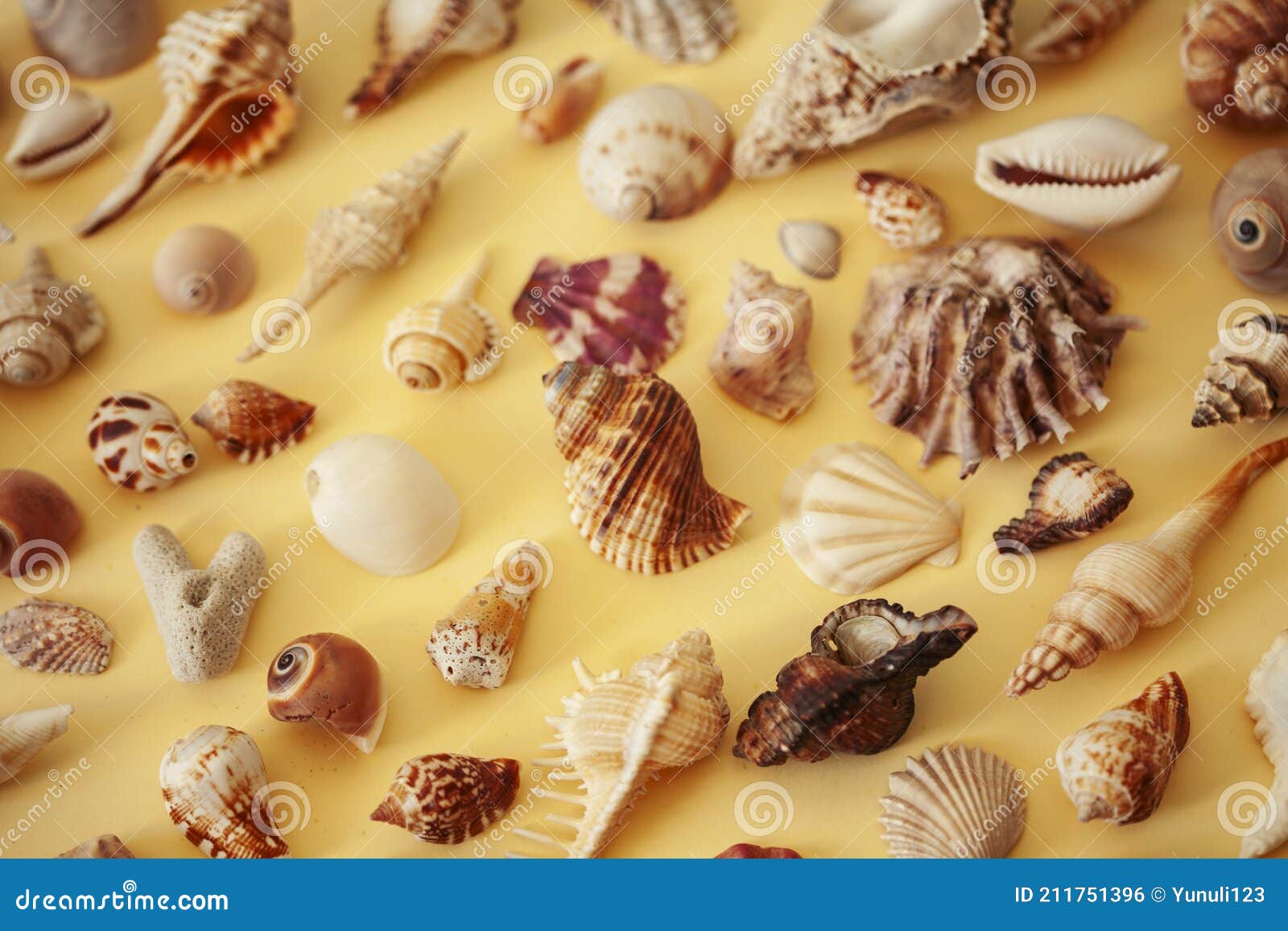A Lot of Different Empty Sea Shells on Yellow Background, Macro Details ...