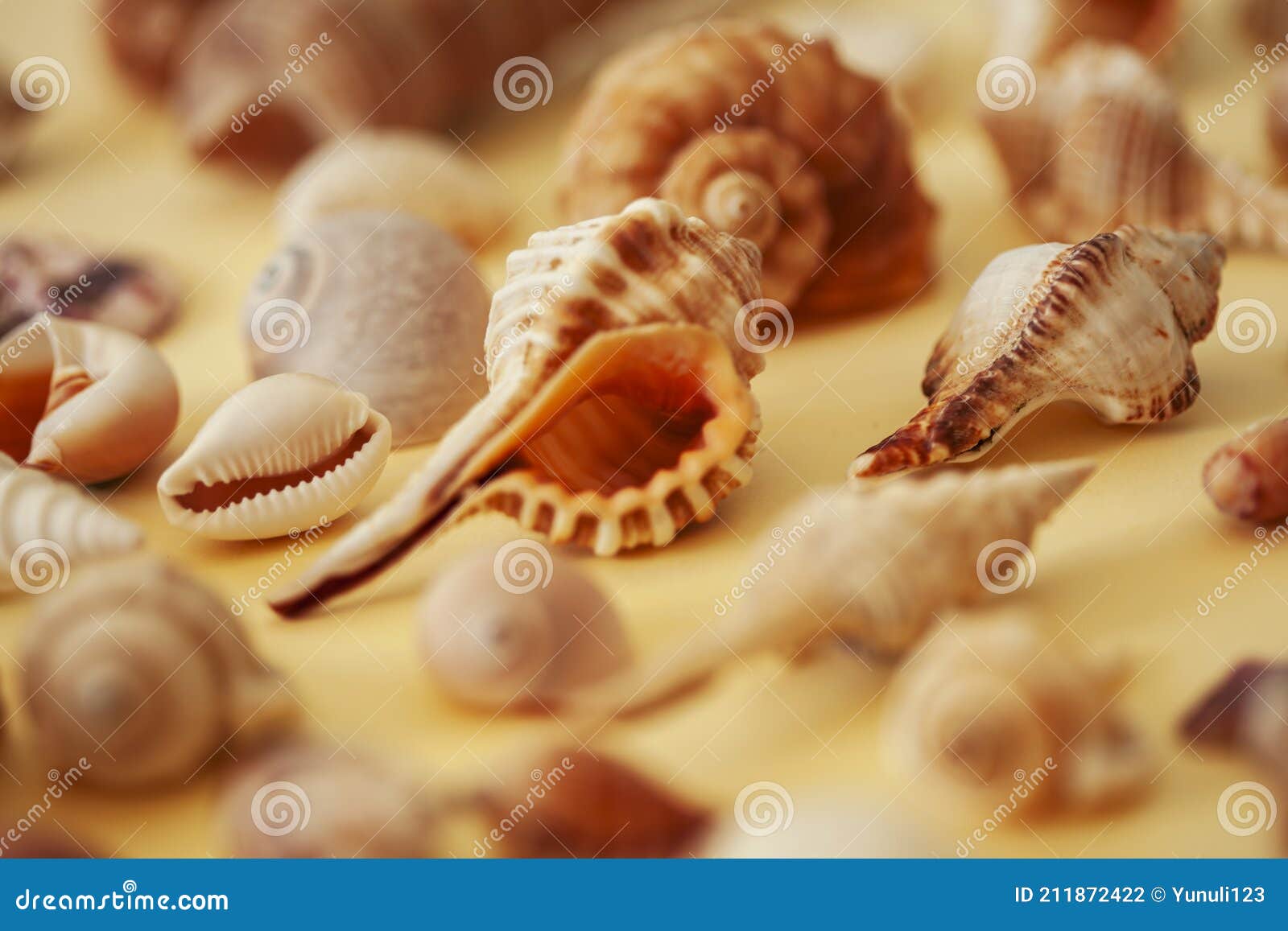 A Lot of Different Empty Sea Shells on Yellow Background, Macro Details ...