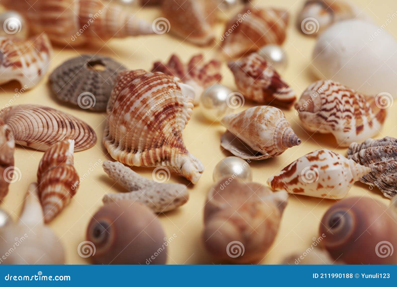 A Lot of Different Empty Sea Shells on Yellow Background, Macro Details ...