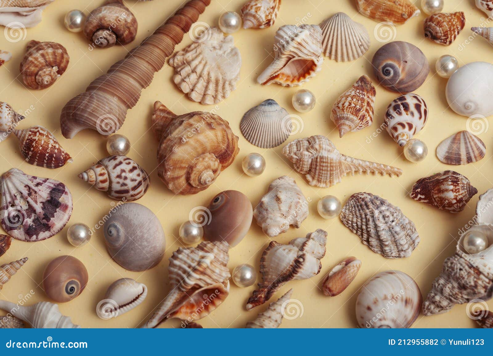 A Lot of Different Empty Sea Shells on Yellow Background, Macro Details ...