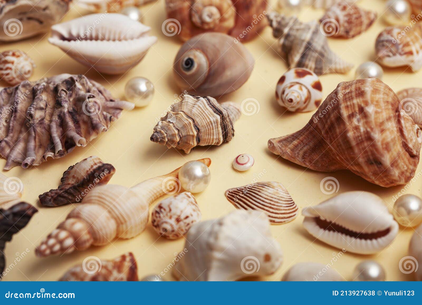 A Lot of Different Empty Sea Shells on Yellow Background, Macro Details ...
