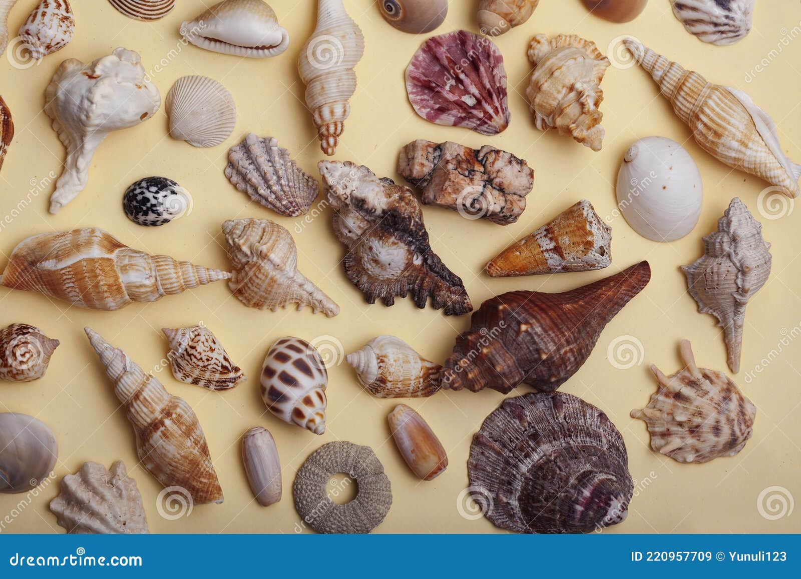 A Lot of Different Empty Sea Shells on Yellow Background, Macro Details ...