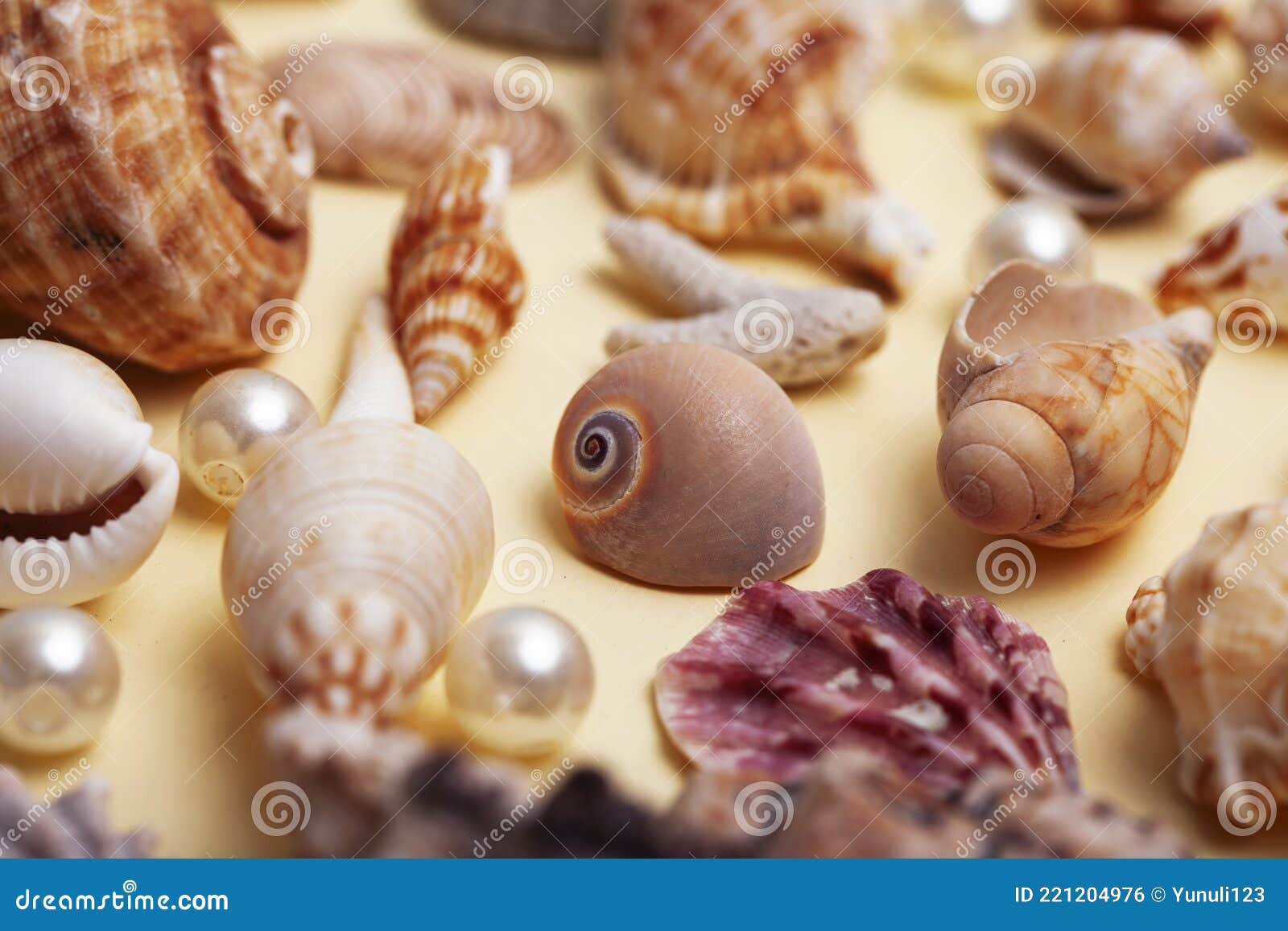 A Lot of Different Empty Sea Shells on Yellow Background, Macro Details ...