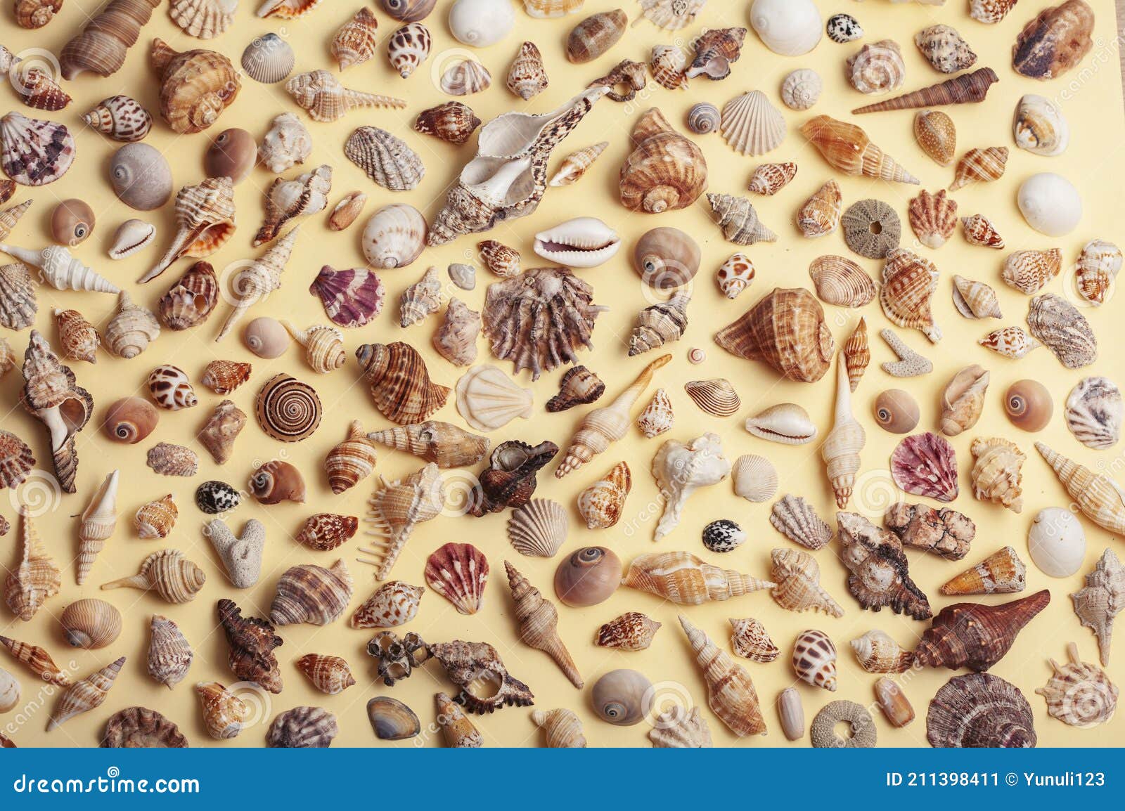 A Lot of Different Empty Sea Shells on Yellow Background, Macro Details ...