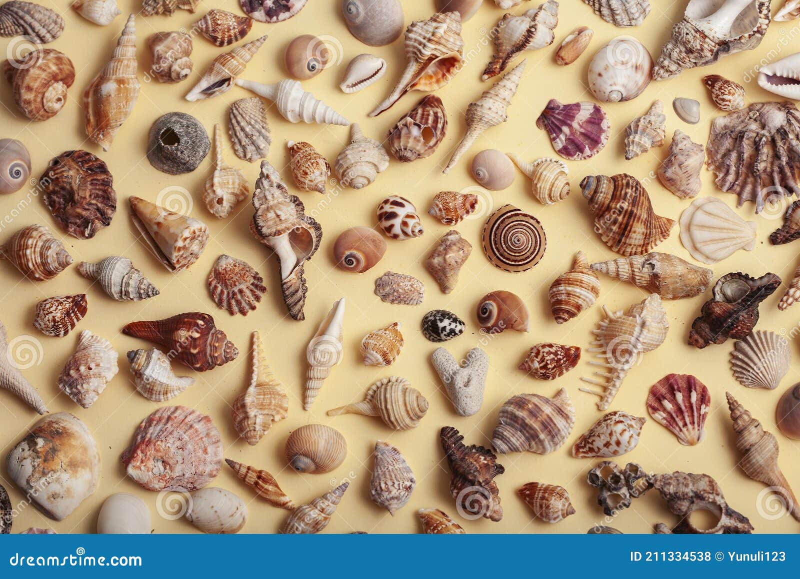 A Lot of Different Empty Sea Shells on Yellow Background, Macro Details ...